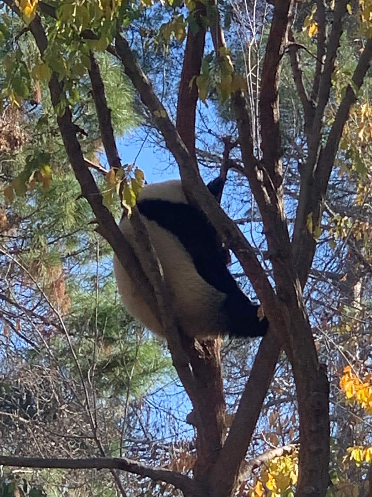 La storia incredibile del panda gigante o panda maggiore