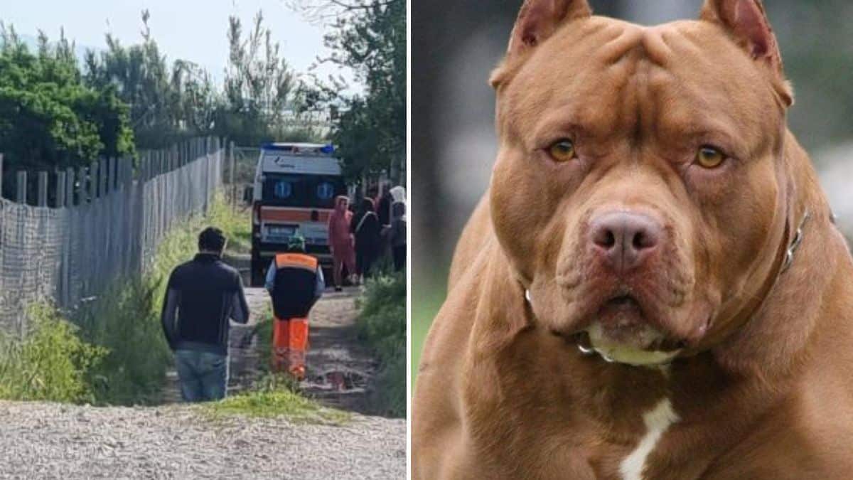 Francesco ucciso dai pitbull a Eboli: "Cani al servizio sanitario per ...