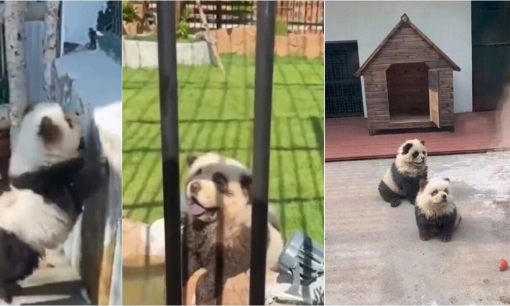 Vanno allo zoo per vedere i panda ma in realtà sono dei cani dipinti